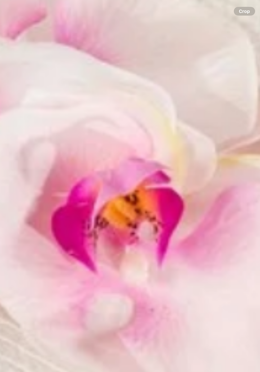 Orchid fascinator – Kachoo Giftware